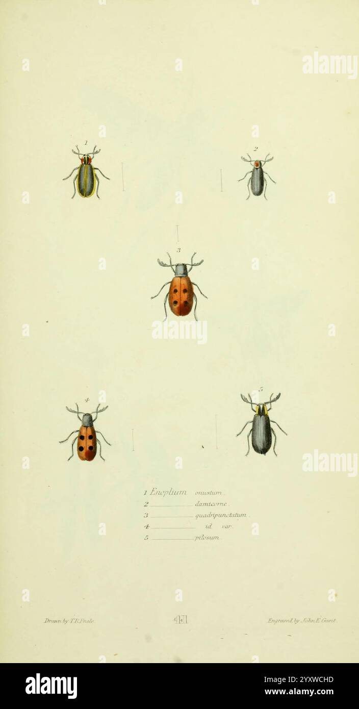 American, entomology Boston, Estes & Lauriat, [1859?], insects, North ...