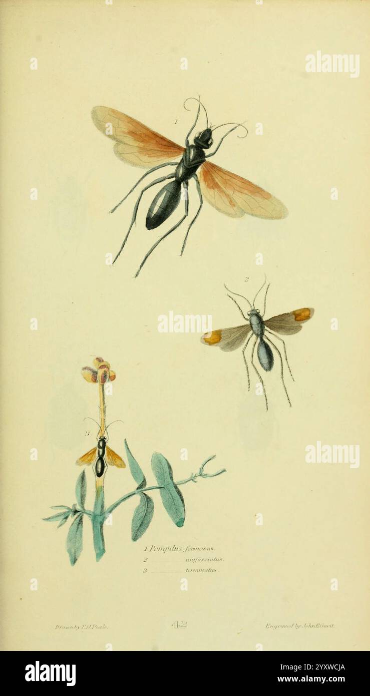 Pompilus formosus hi-res stock photography and images - Alamy