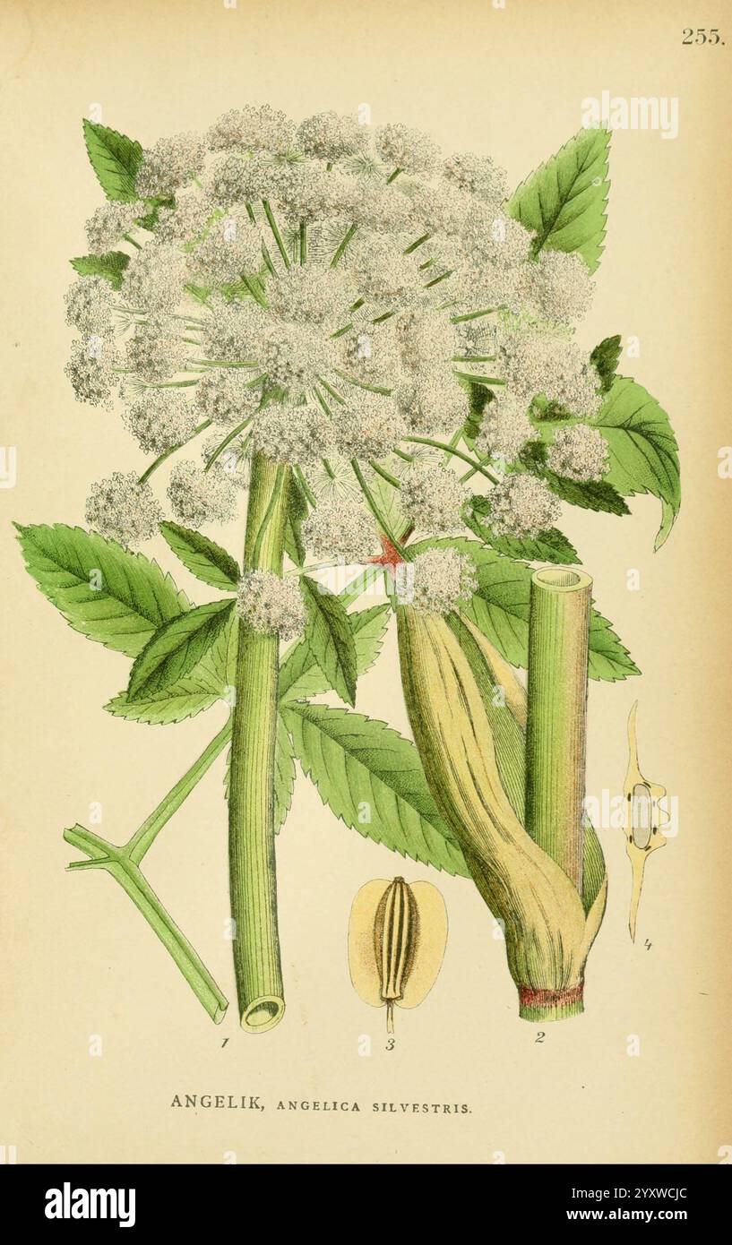 Detailed botanical drawing depicts hi-res stock photography and images ...