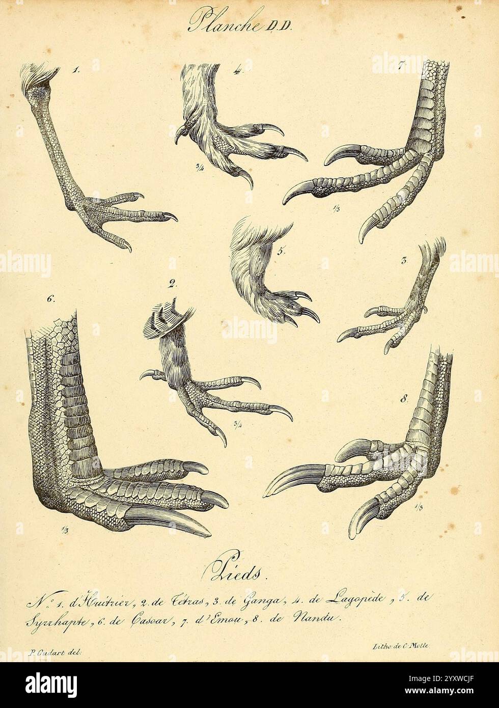 La galerie des oiseaux, Paris, Carpentier-Méricourt, 1834, birds ...