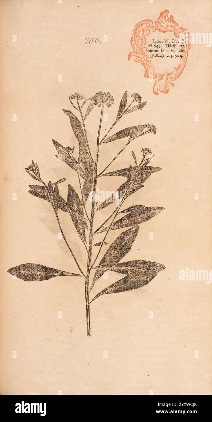 Flora Berolinensis, Berlin, Die Schule, 1757-1758, Iberis Cretica ...