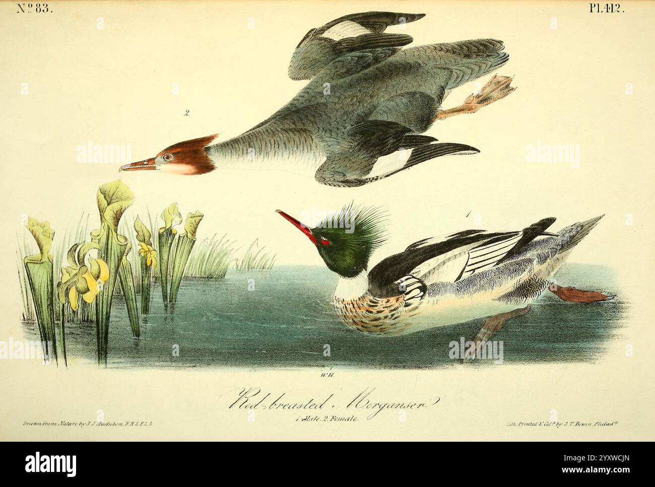 The birds of America, New York, J.B. Chevalier, 1840-1844, birds, North ...