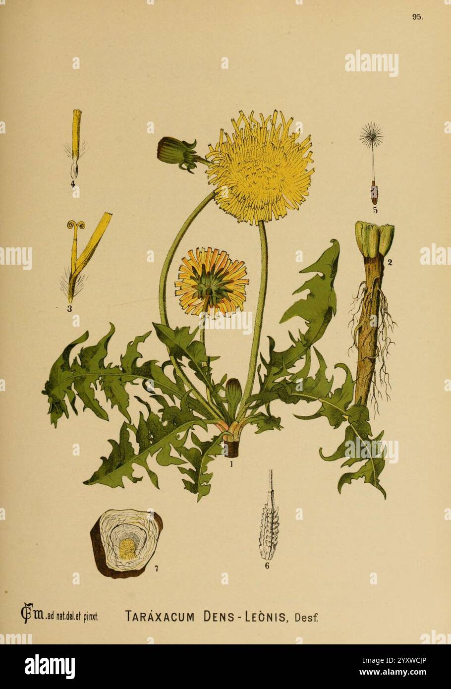 American, medicinal, plants New York, Boericke & Tafel, c1887, botany ...