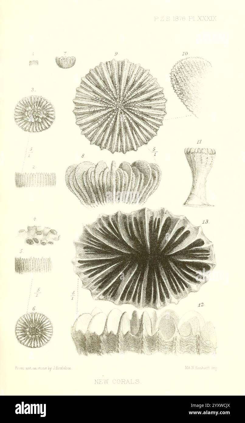 Highlighting Unique Morphological Characteristics Hi Res Stock
