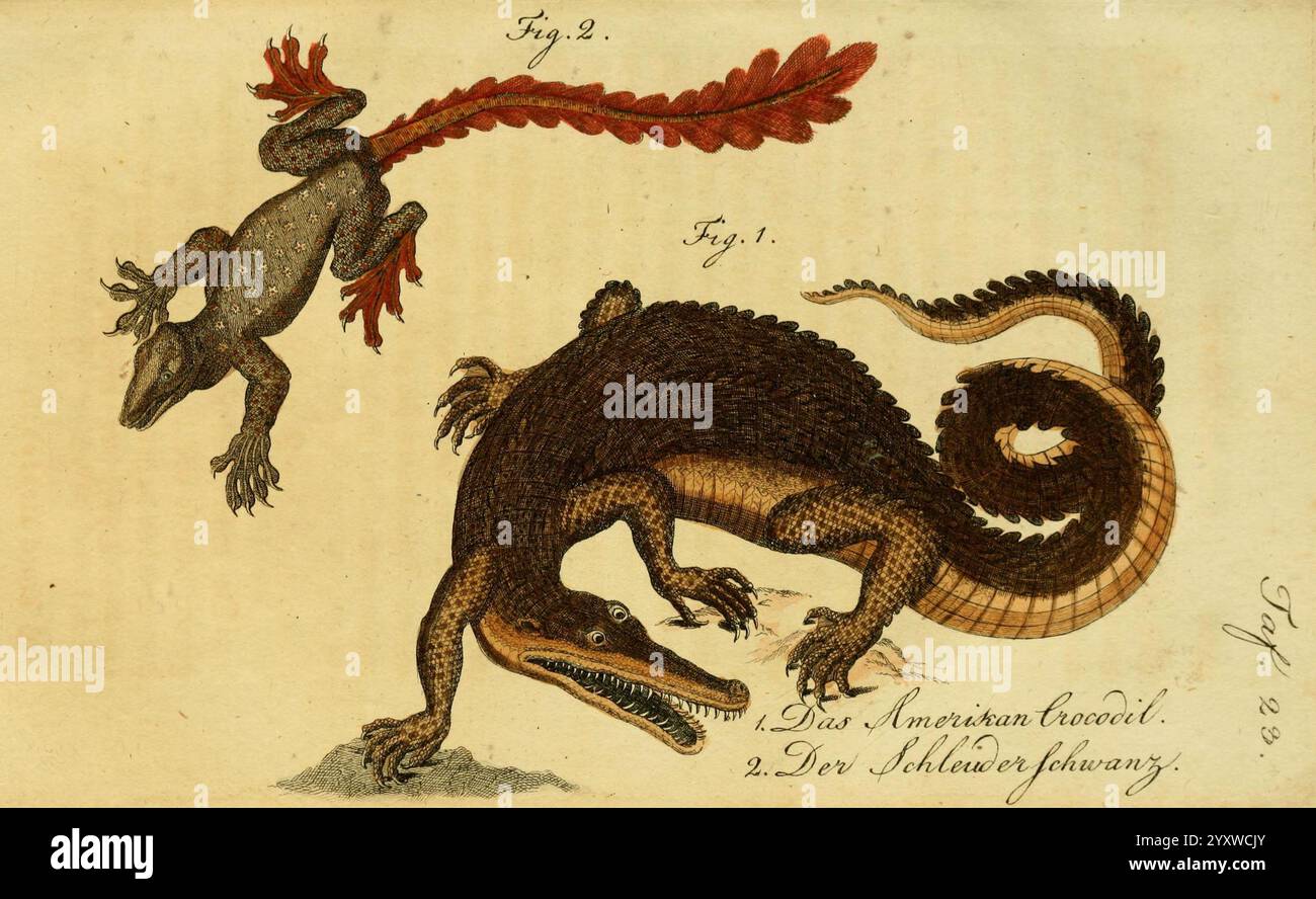 Prominent tail featuring hi-res stock photography and images - Alamy