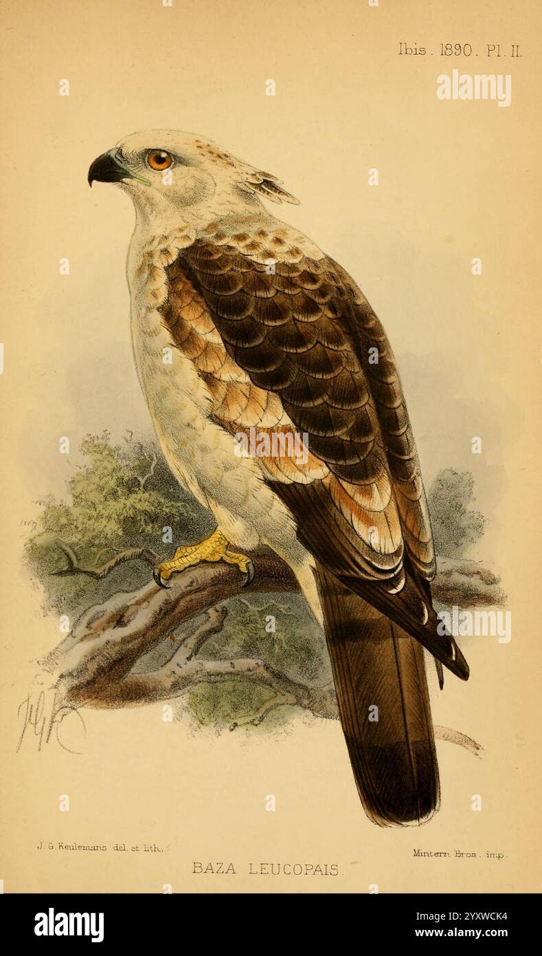 Pure white belly contrasted hi-res stock photography and images - Alamy