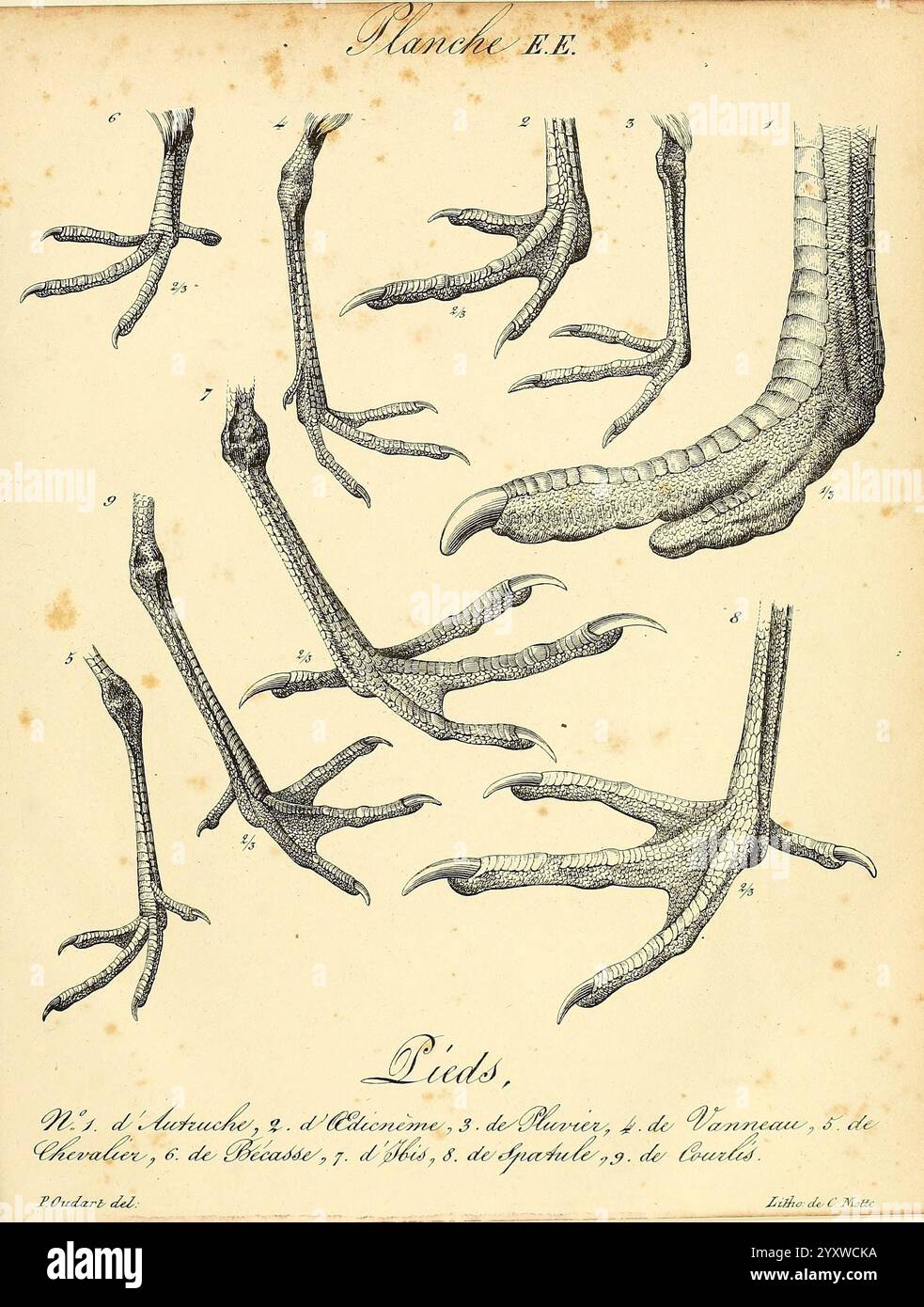 La galerie des oiseaux, Paris, Carpentier-Méricourt, 1834 birds ...