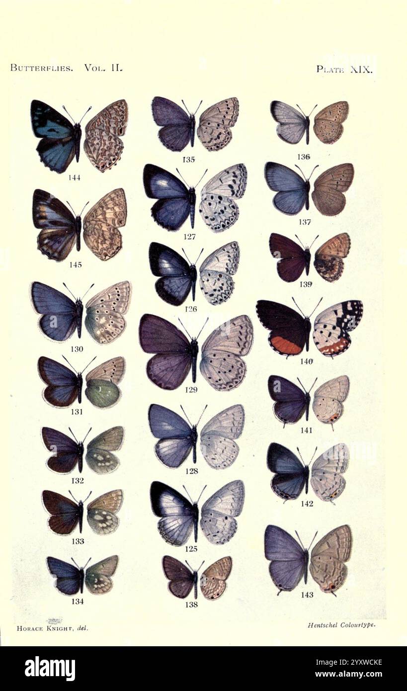 Butterfly morphology across different species hi-res stock photography ...
