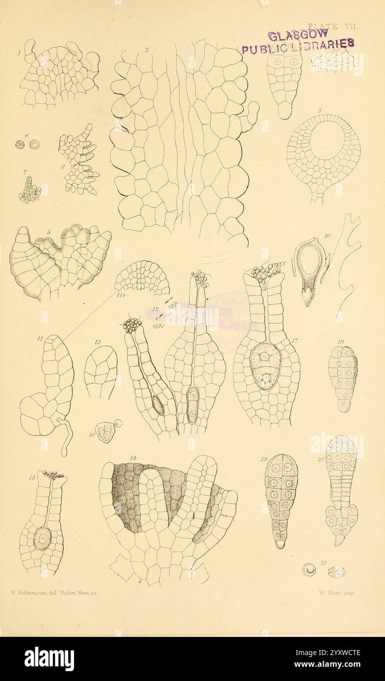 Unique aspects of plant anatomy hi-res stock photography and images - Alamy