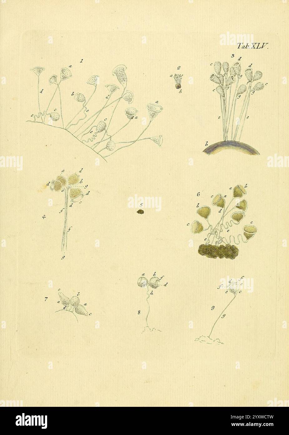 Plants unique morphological characteristics hi-res stock photography ...