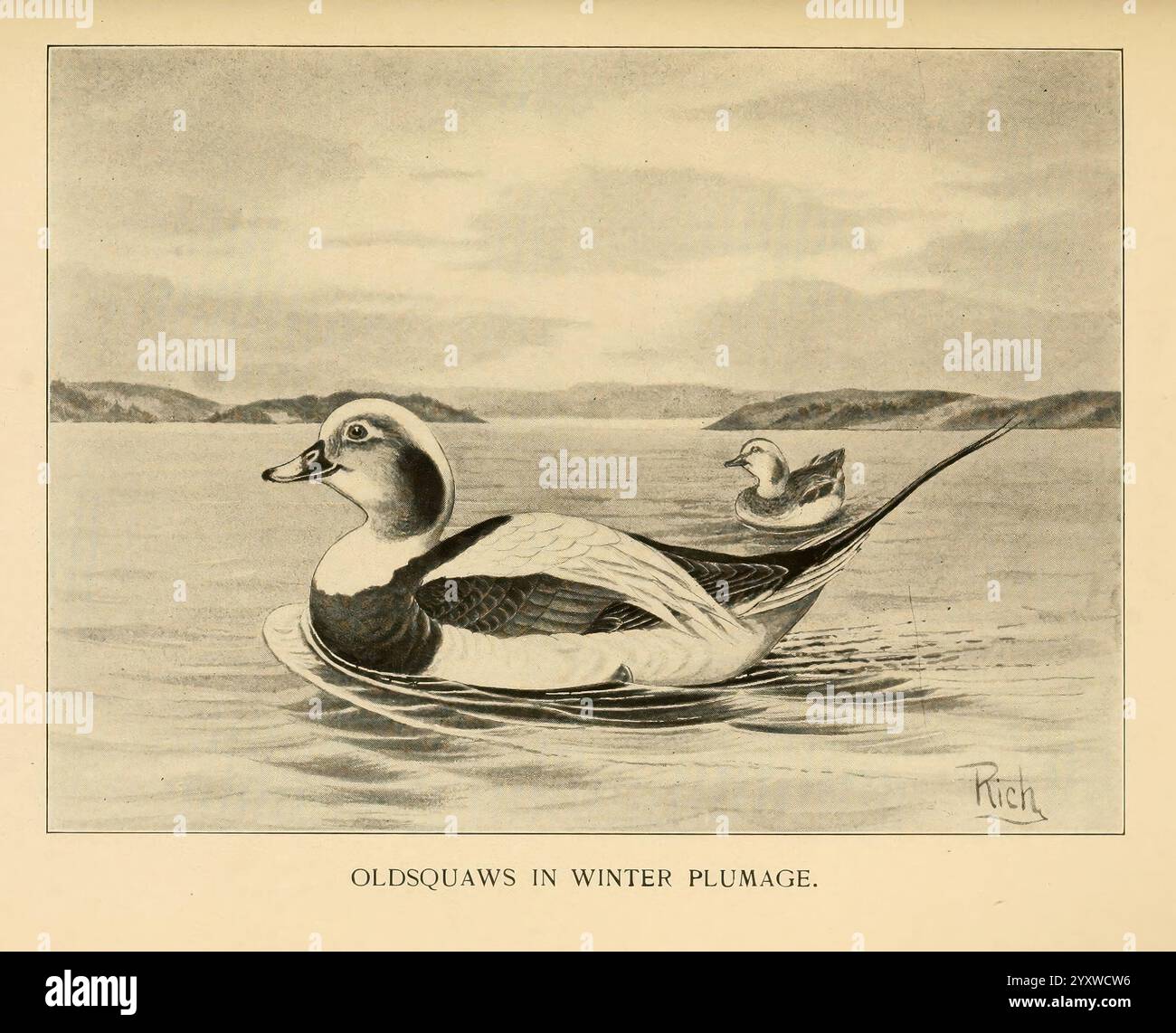 Feathered, game, of, the, Northeast, New York, T.Y, Crowell, &, Co ...