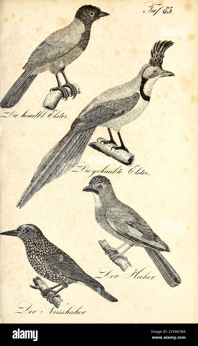 Lower right showcases another bird hi-res stock photography and images ...