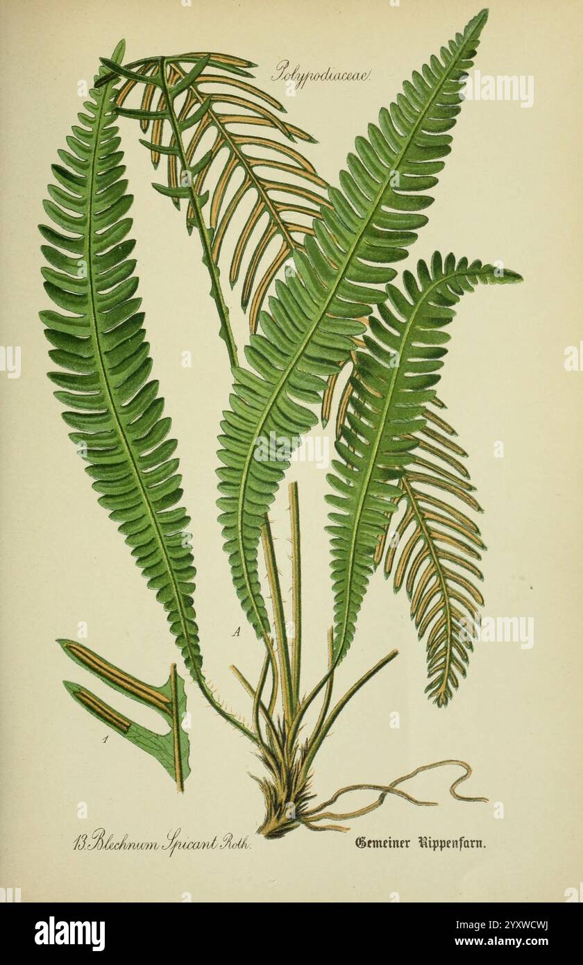 Ferns unique features hi-res stock photography and images - Alamy