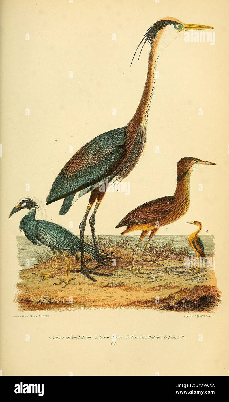 Shorter legs stands hi-res stock photography and images - Alamy