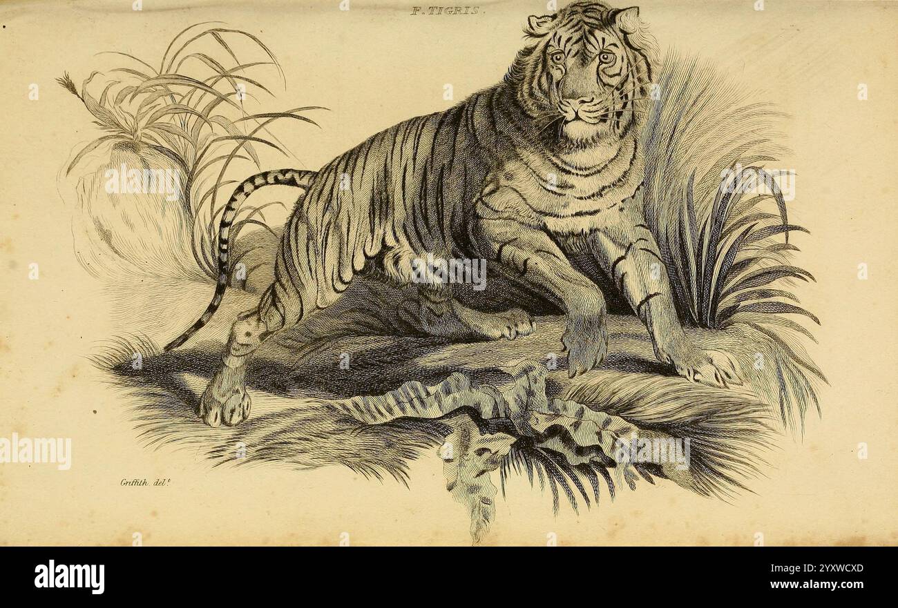 Whittaker 1827 mammals cats tiger panthera hi-res stock photography and ...