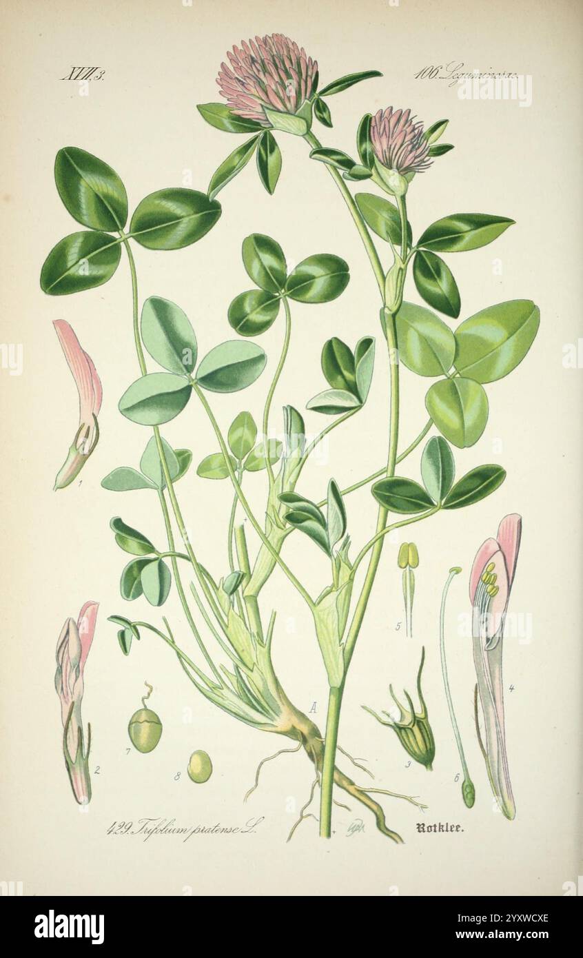 Prof. Dr. Thomé's Flora von Deutschland, Österreich und der Schweiz, in ...