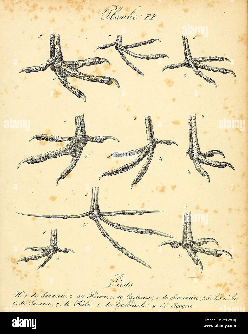 La galerie des oiseaux Paris Carpentier-Méricourt 1834 Birds Pictorial ...
