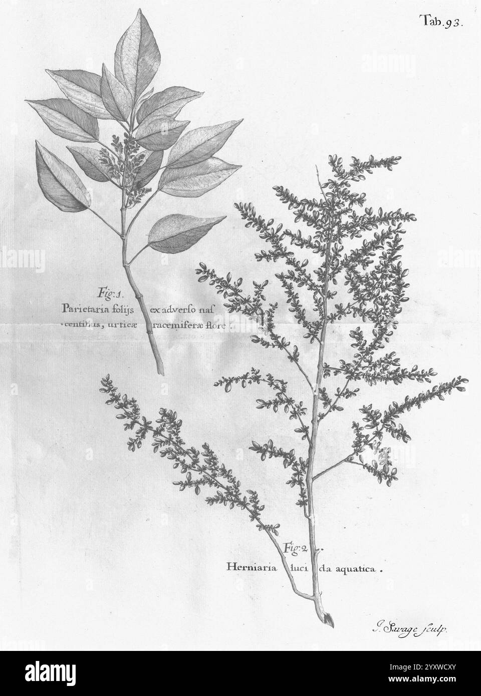 Botanical specimens labeled Black and White Stock Photos & Images - Alamy