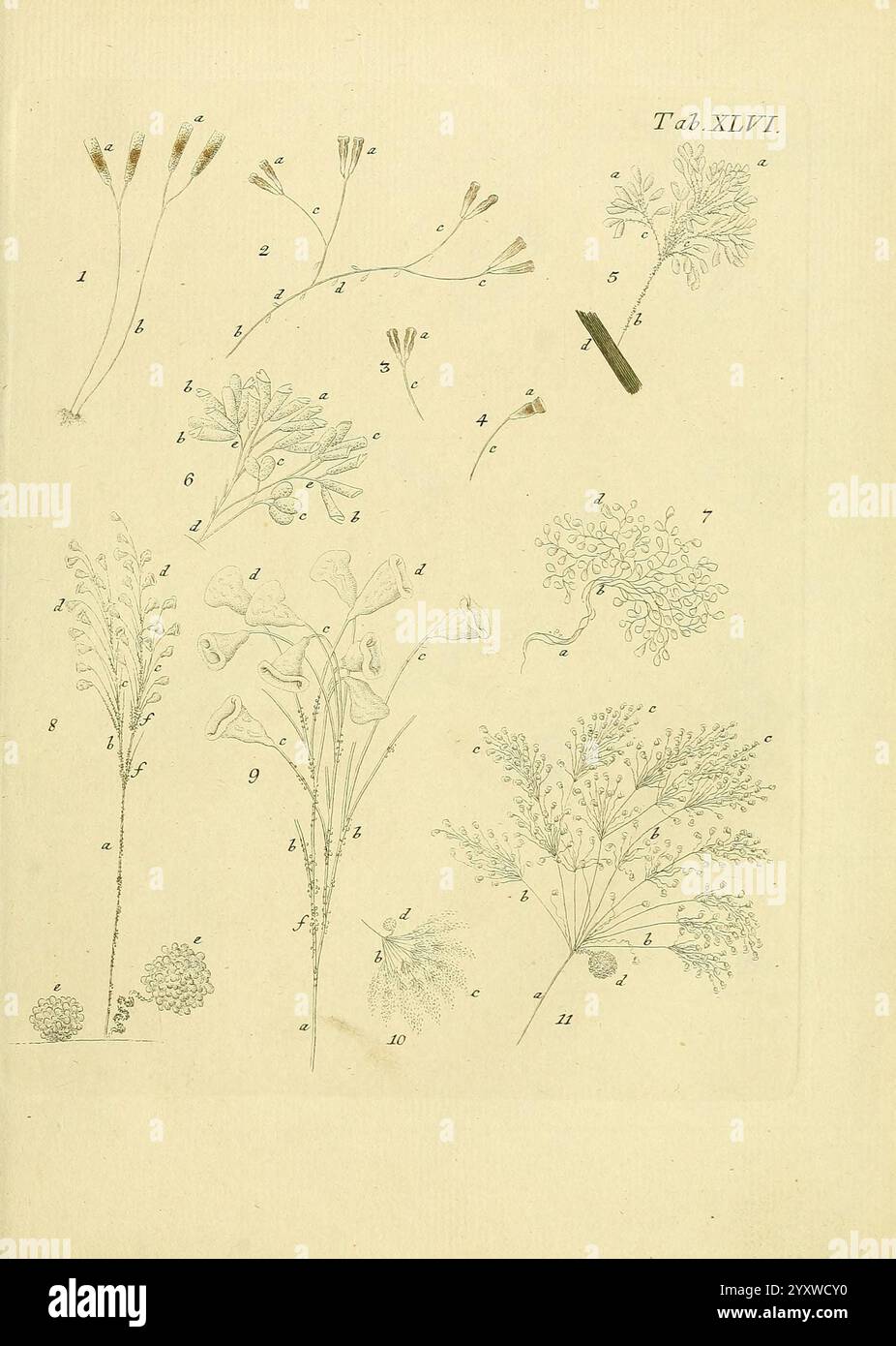 Featuring delicate line drawings hi-res stock photography and images ...