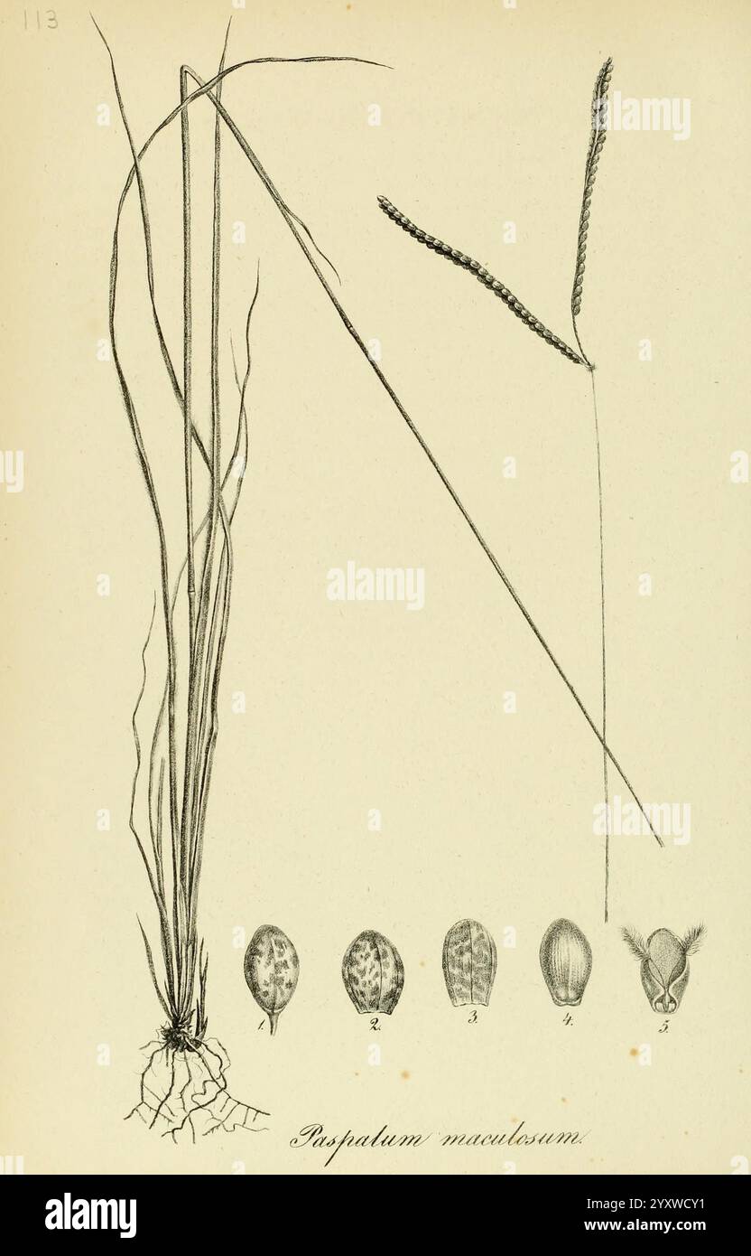 Understanding grass morphology hi-res stock photography and images - Alamy
