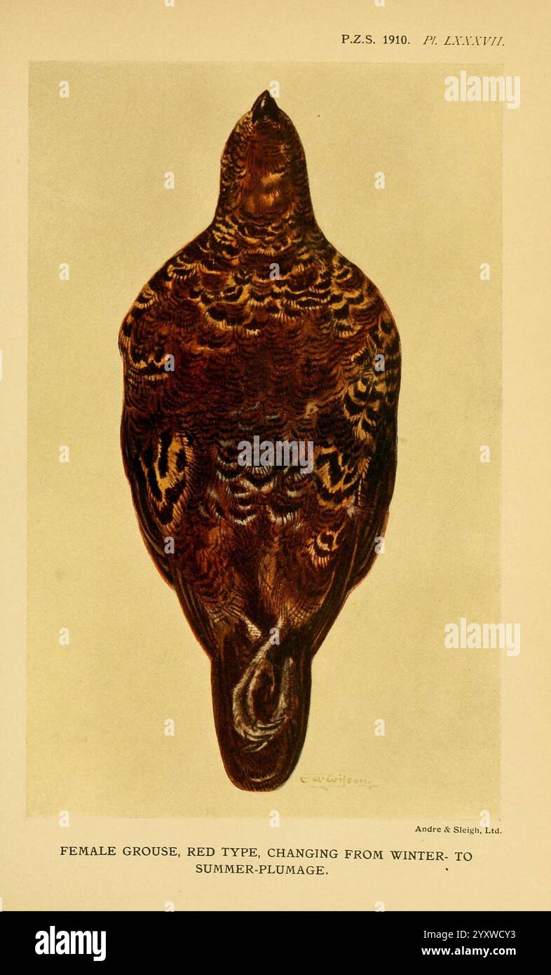Birds feature rich plumage hi-res stock photography and images - Alamy