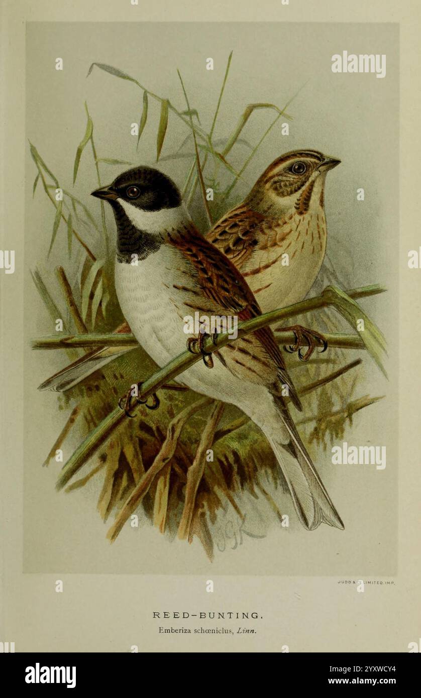 Featuring faint streaks across hi-res stock photography and images - Alamy