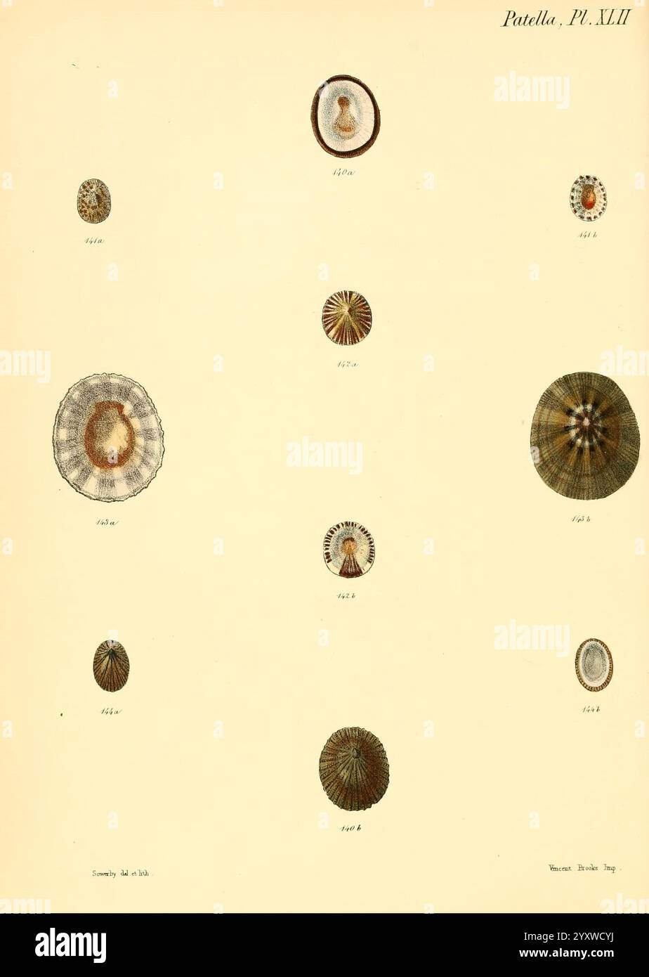Shell displays distinct patterns hi-res stock photography and images ...