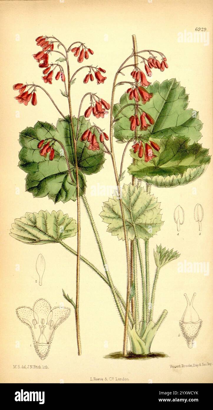 Featuring prominent red bell shaped flowers hi-res stock photography ...