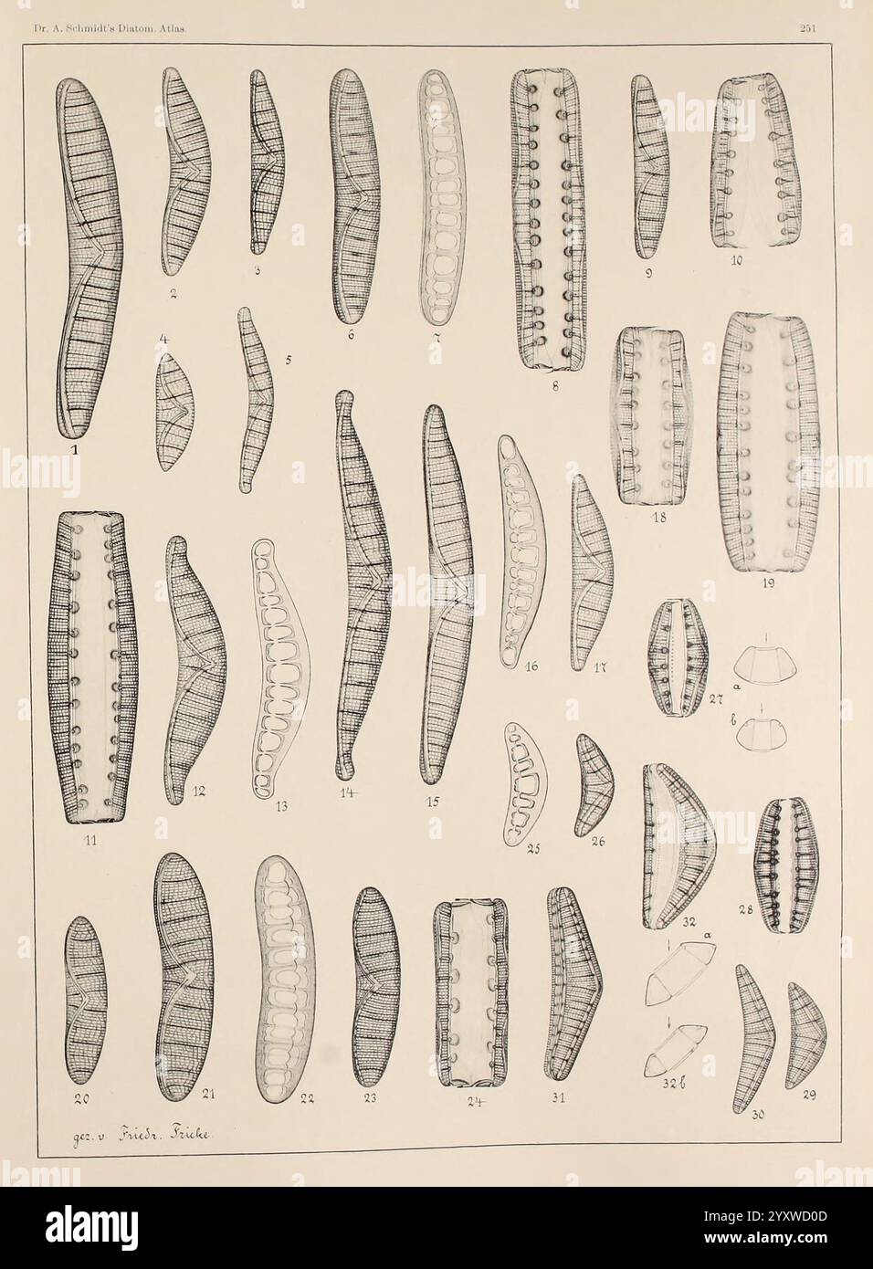 Segmented structures hi-res stock photography and images - Alamy