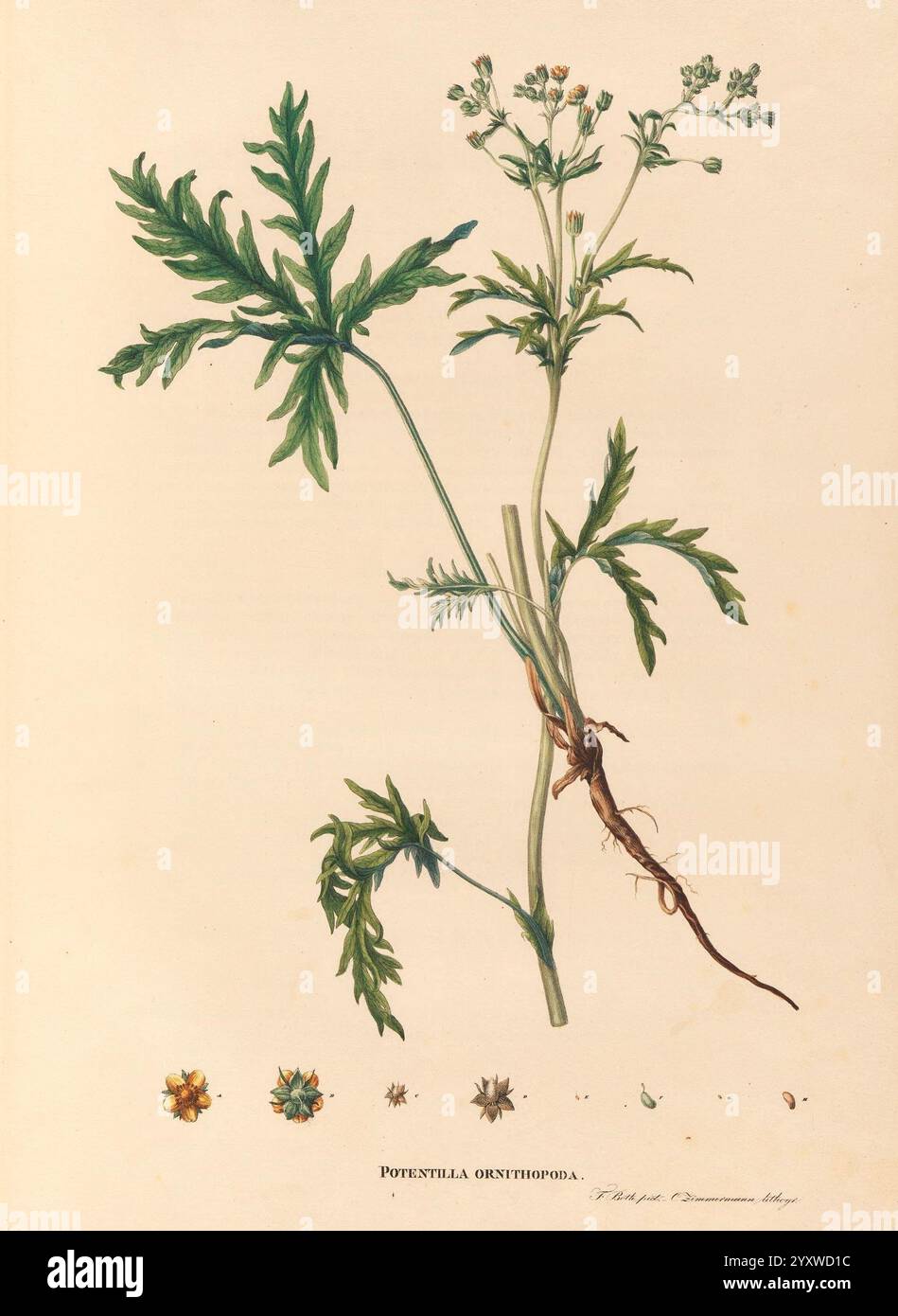 Potentilla orientalis hi-res stock photography and images - Alamy