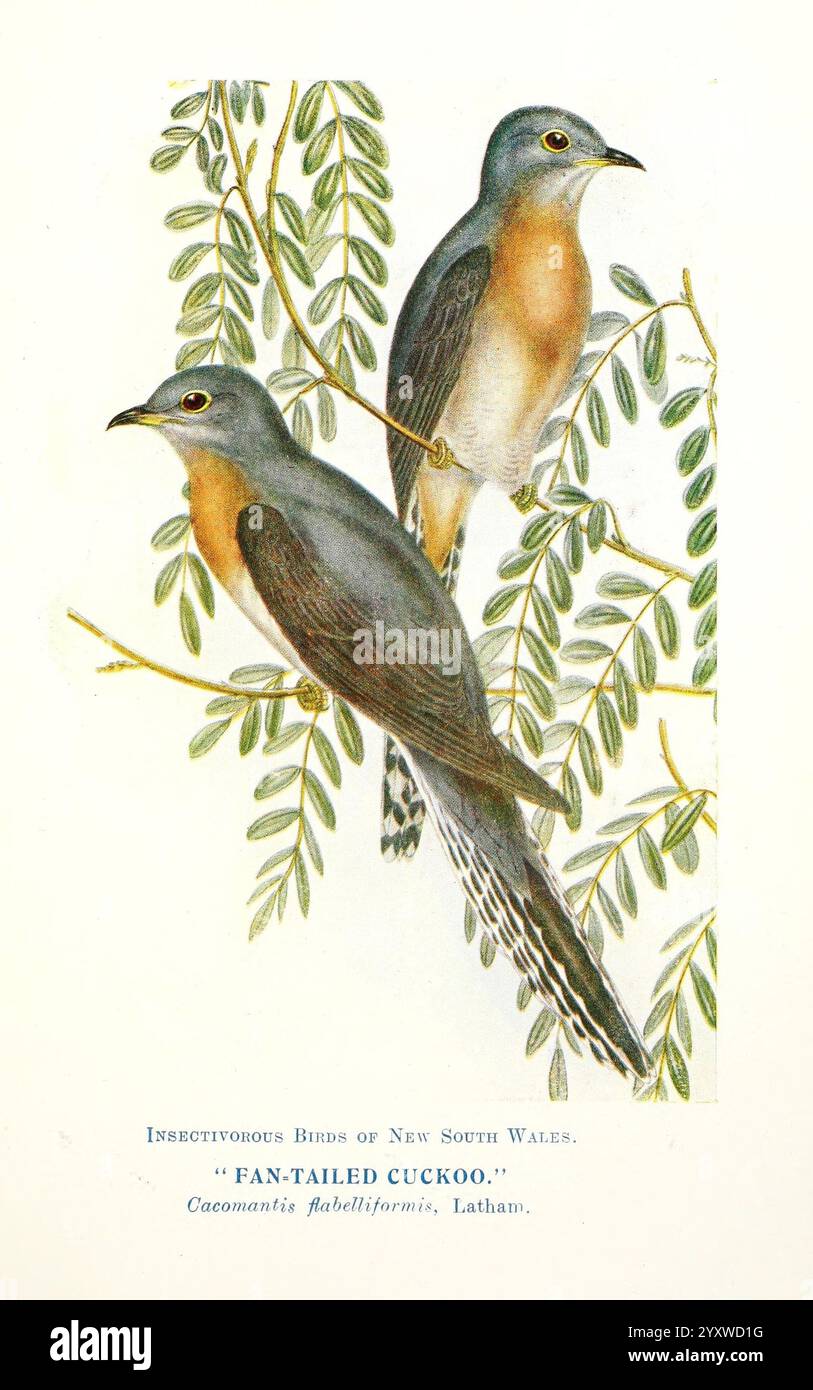 Some, useful, Australian, birds, Sydney, W.A, Gullick, Govt, Printer ...
