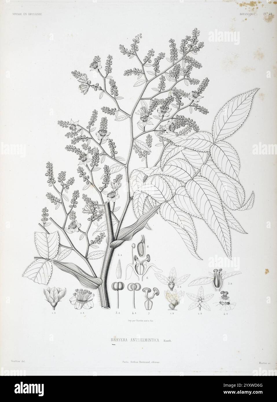 Tentamen florae Abyssinicae, Parisiis, Arthus Bertrand, 1847-1851, A ...