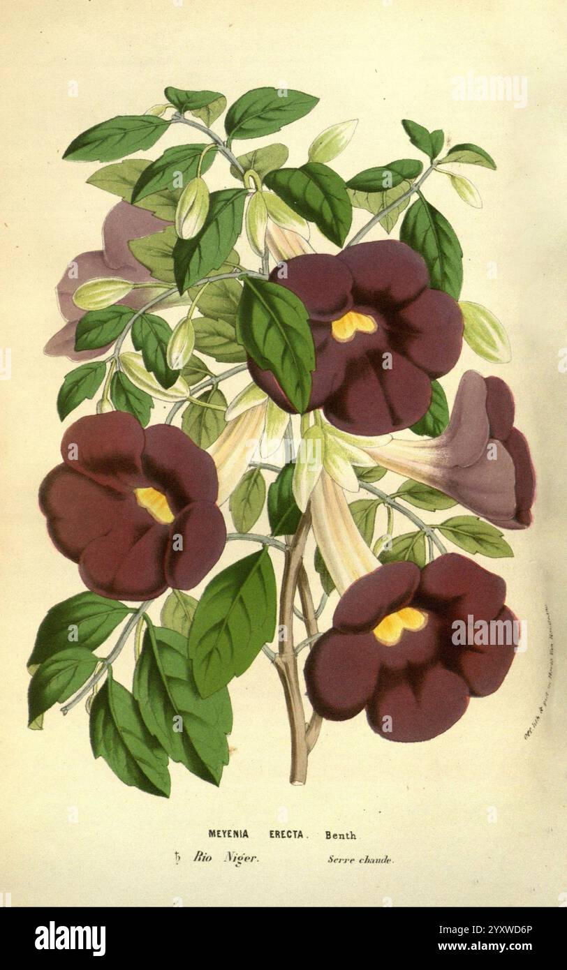 Meyenia erecta plant hi-res stock photography and images - Alamy