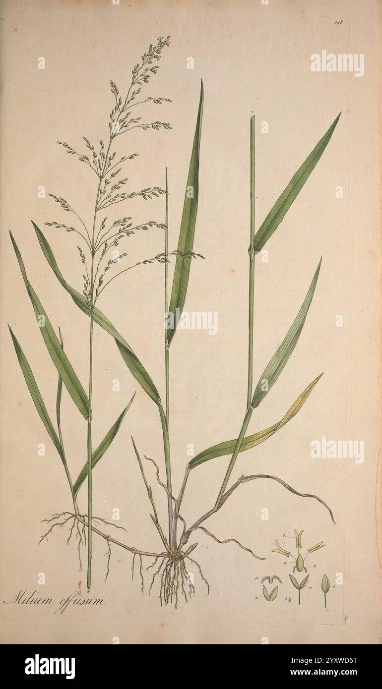 Visible root structures hi-res stock photography and images - Alamy