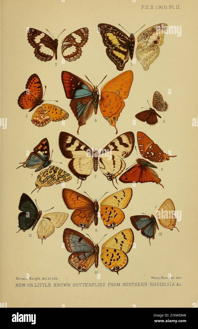 Periodicals zoology insects hi-res stock photography and images - Alamy