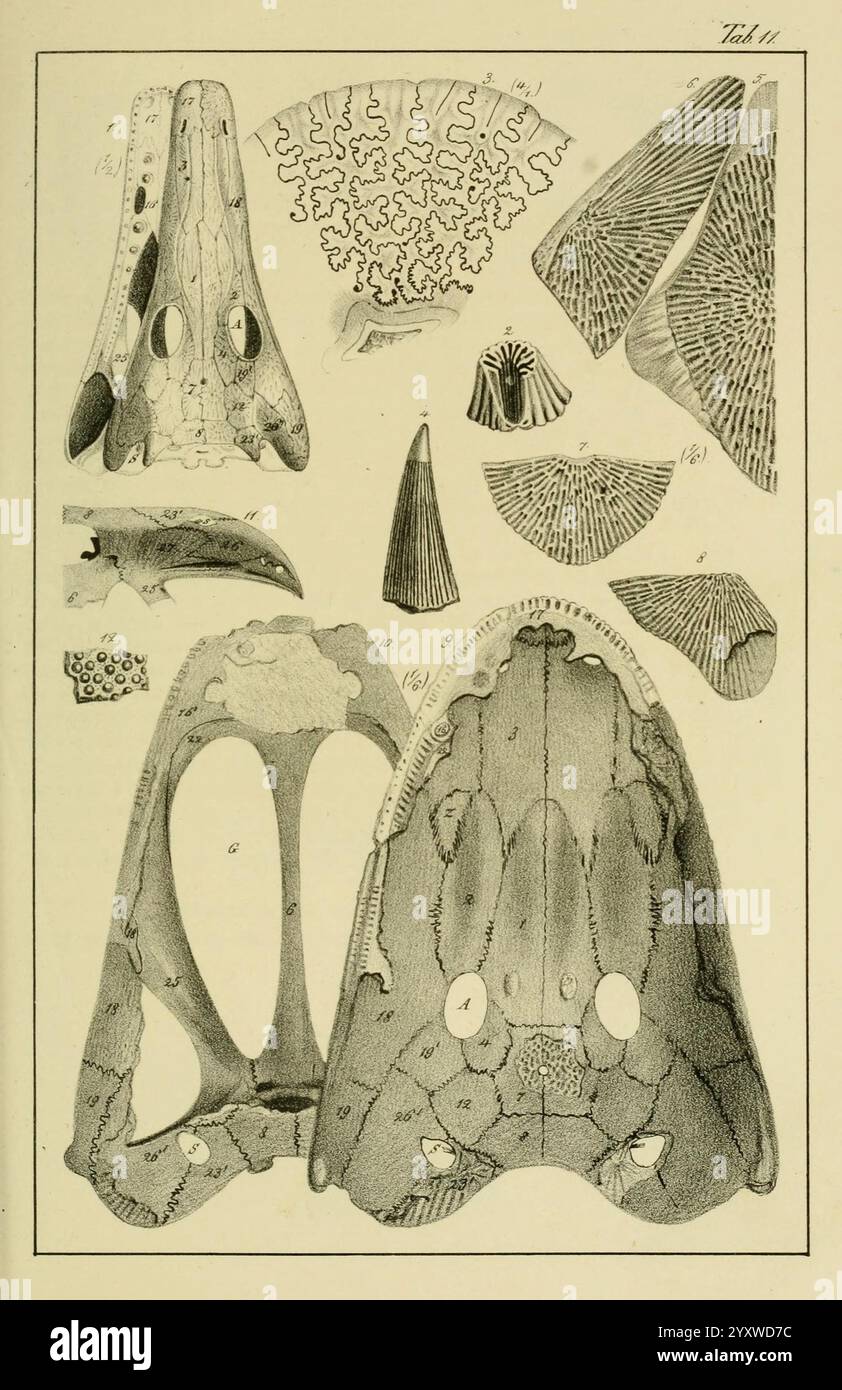 Top section displays several distinct shapes hi-res stock photography ...