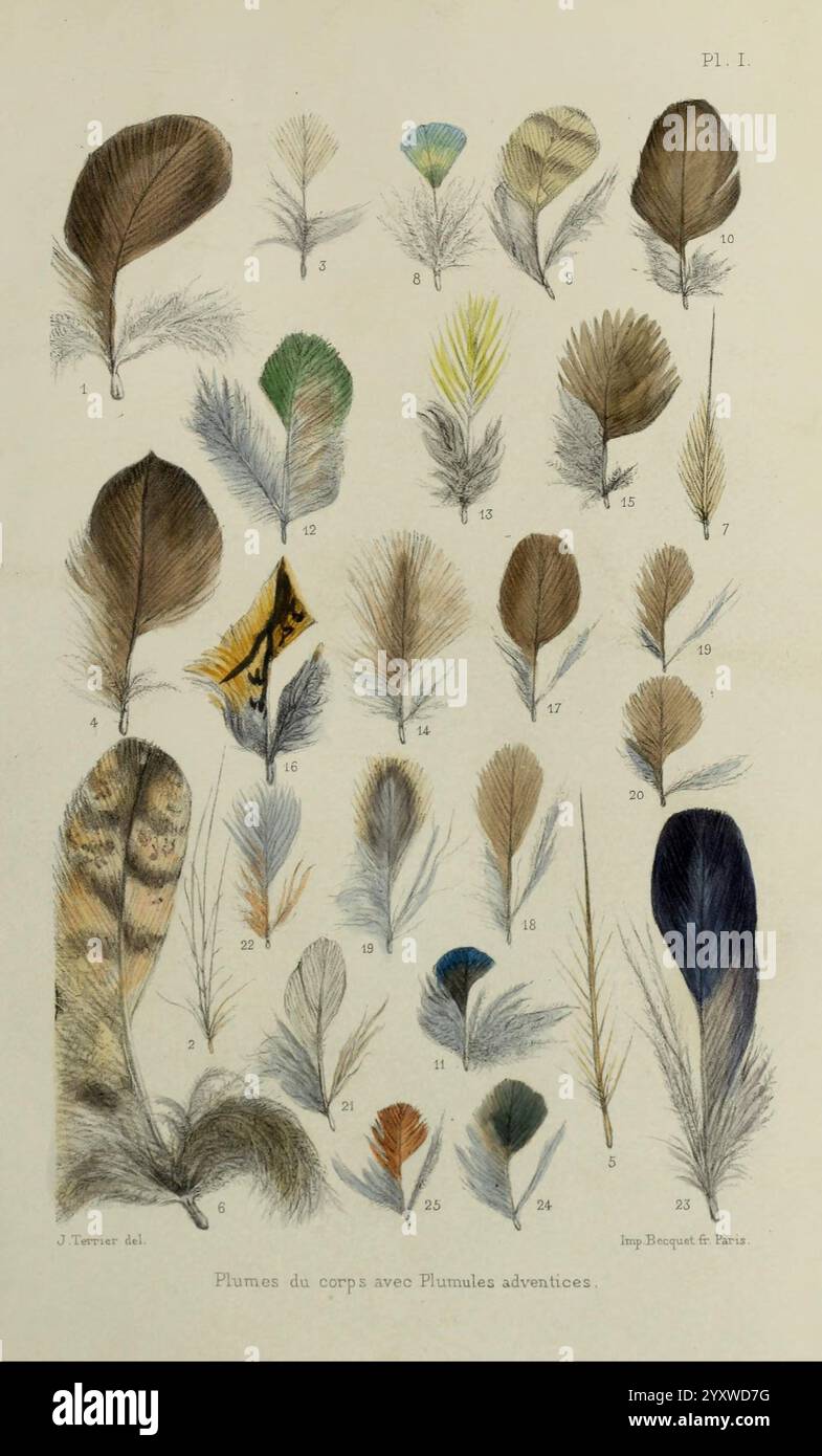 Studying avian anatomy hi-res stock photography and images - Alamy