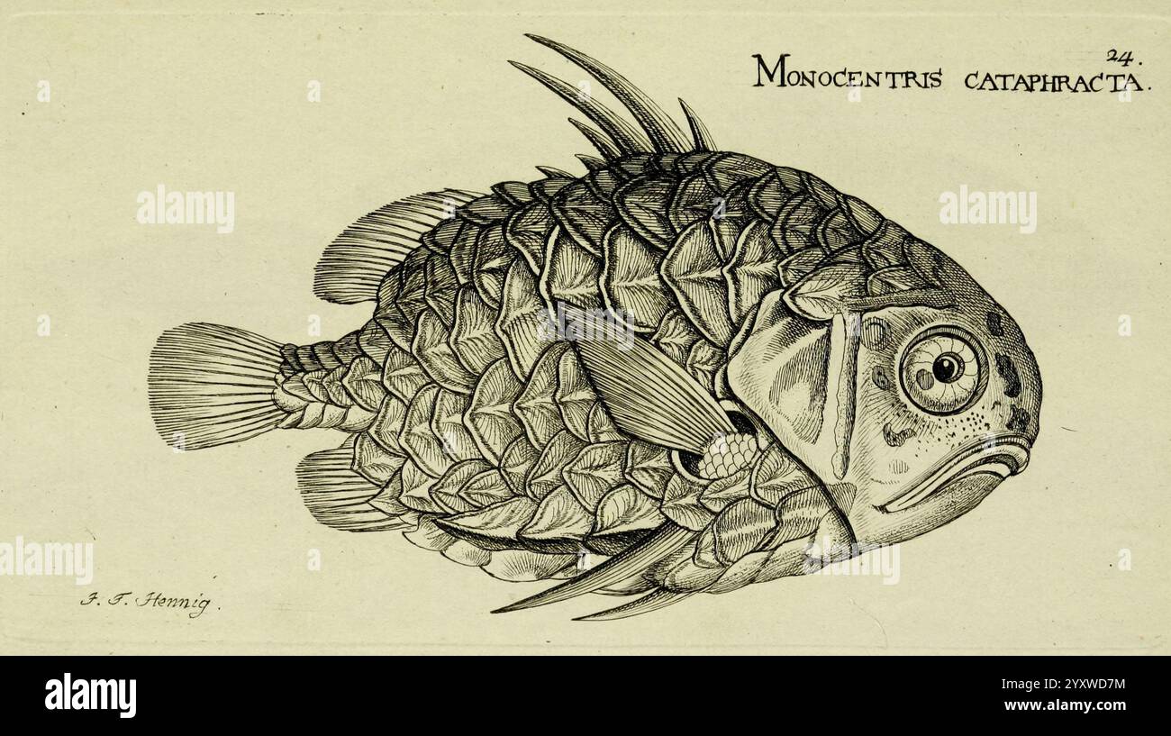 Fish species monocentris cataphracta hi-res stock photography and ...