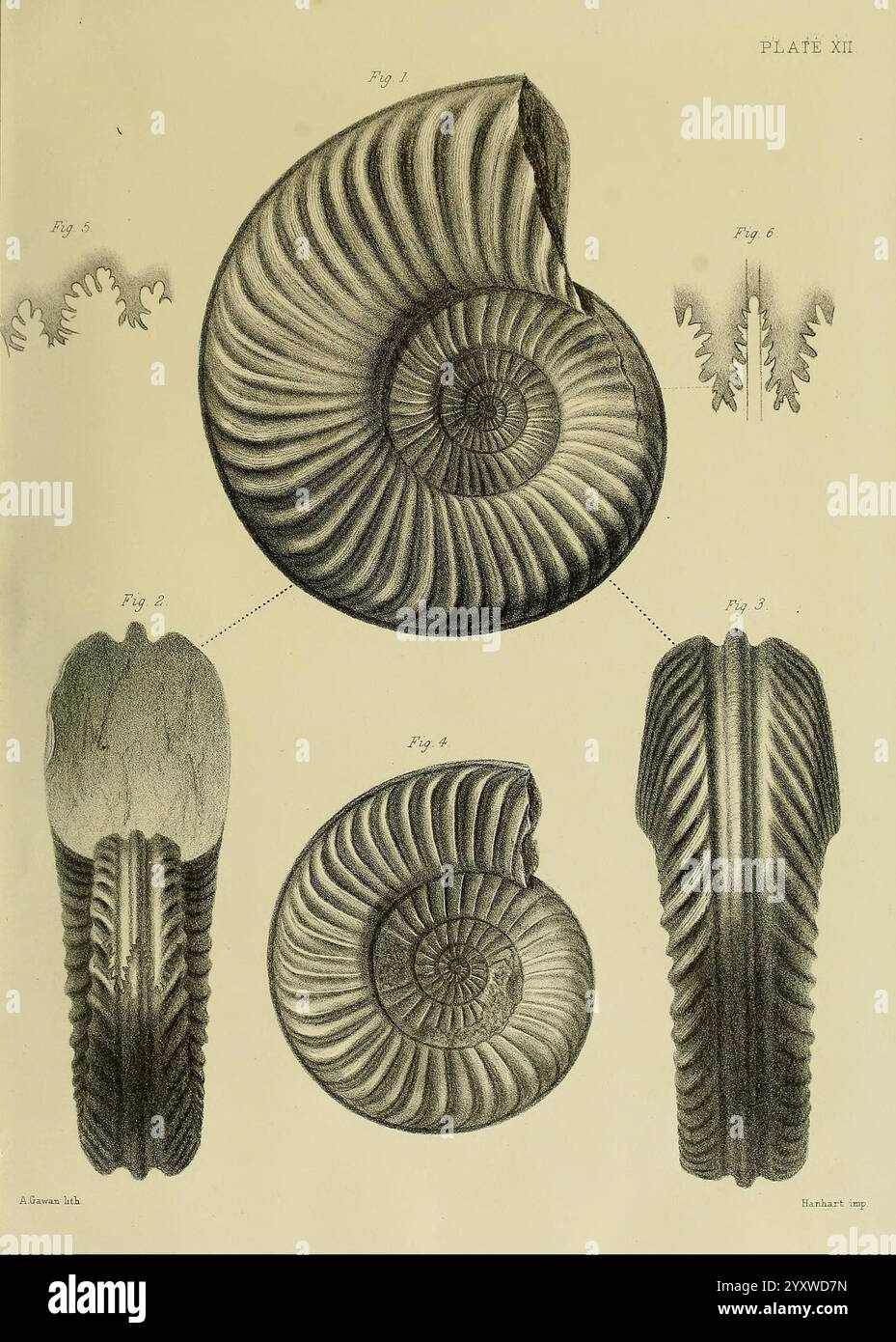 Different ammonite forms highlight hi-res stock photography and images ...