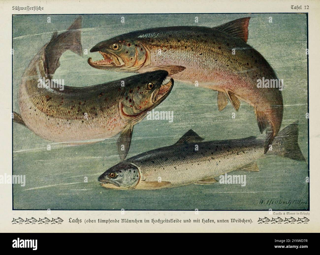 Unsere SuÌ, 6Ã8wasserfische Leipzig, Quelle & Meyer, 1913, 59743 ...