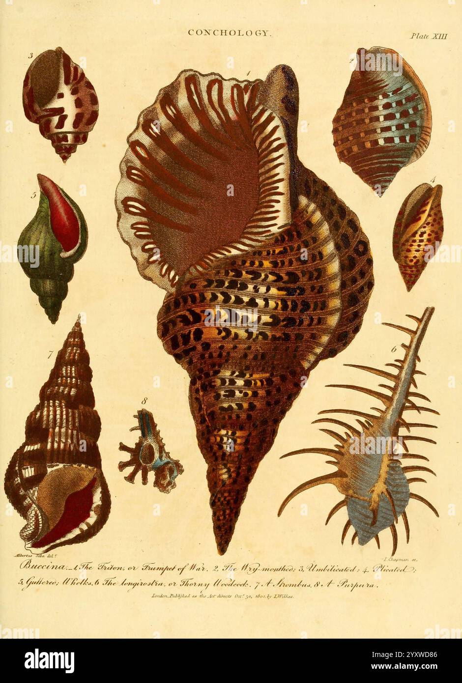 Phylum mollusca classification hi-res stock photography and images - Alamy