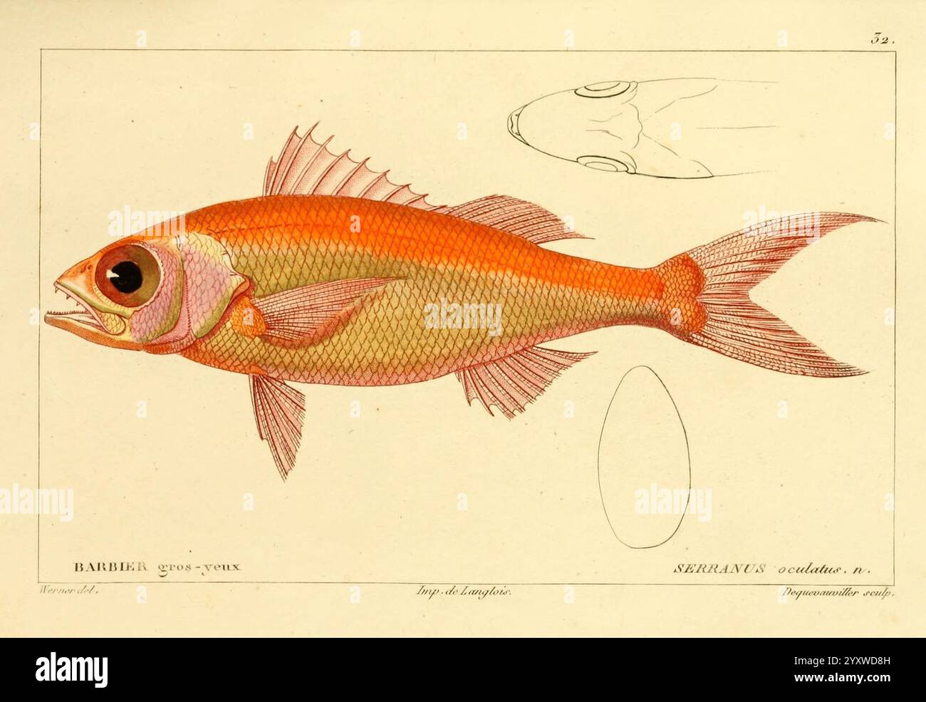 Fishs head highlights hi-res stock photography and images - Alamy