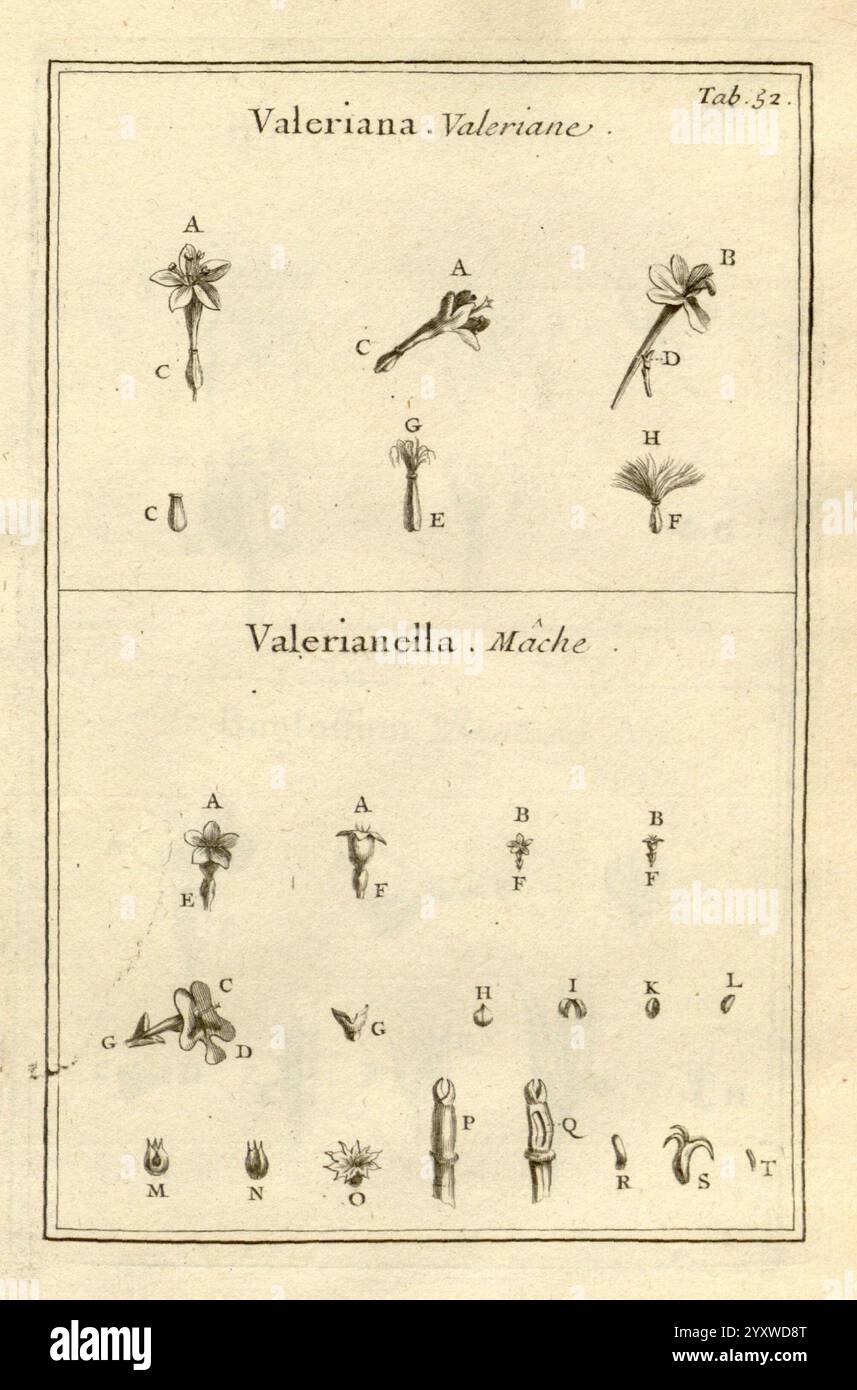 Showcasing additional species hi-res stock photography and images - Alamy