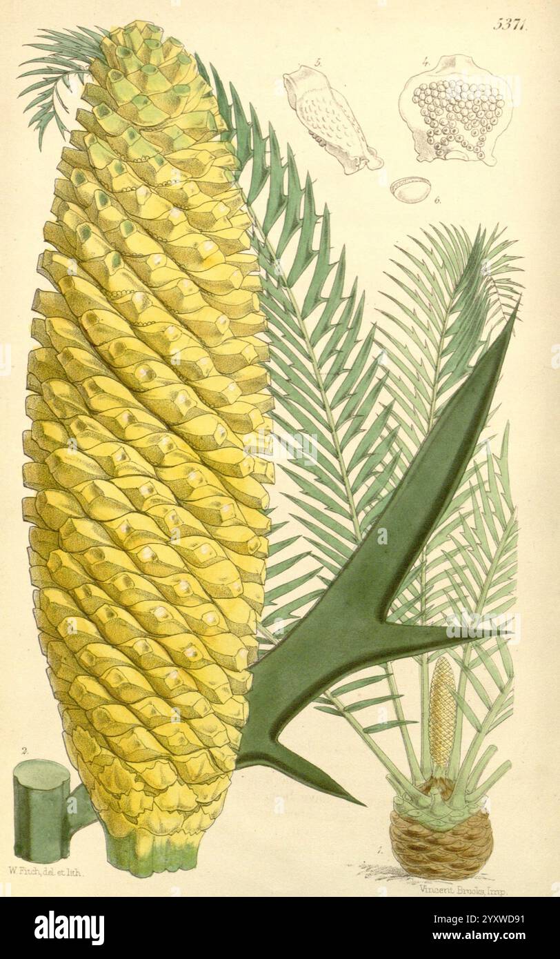 Curtis's Botanical Magazine, London, New York, botany, periodicals ...