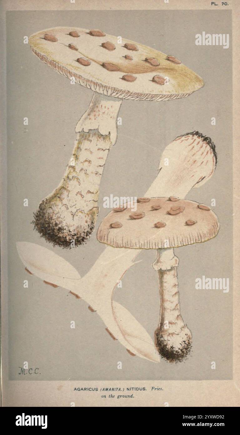 Rougher texture compared hi-res stock photography and images - Alamy