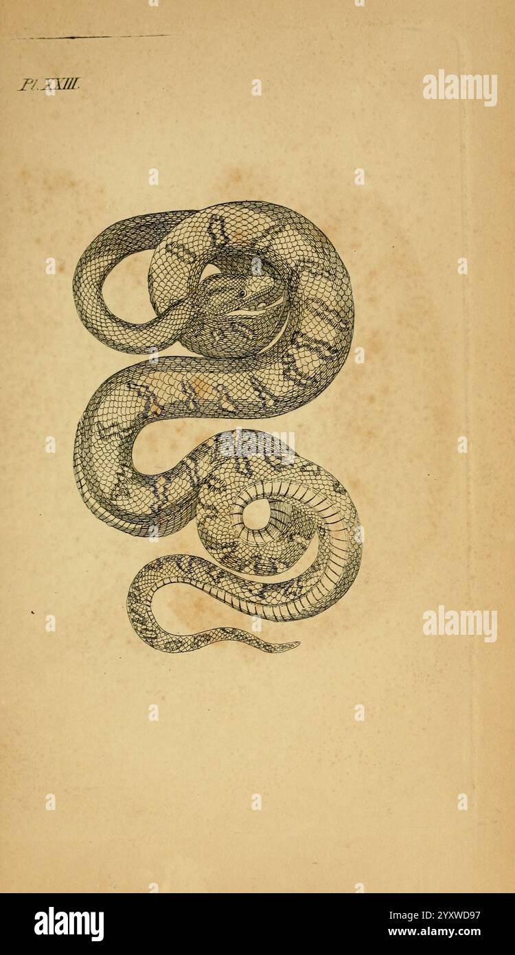 Snakes sinuous grace hi-res stock photography and images - Alamy