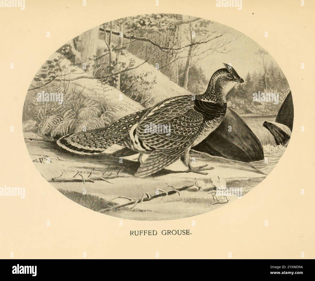 Feathered game of the Northeast, New York, T.Y. Crowell & Co. 1907 ...