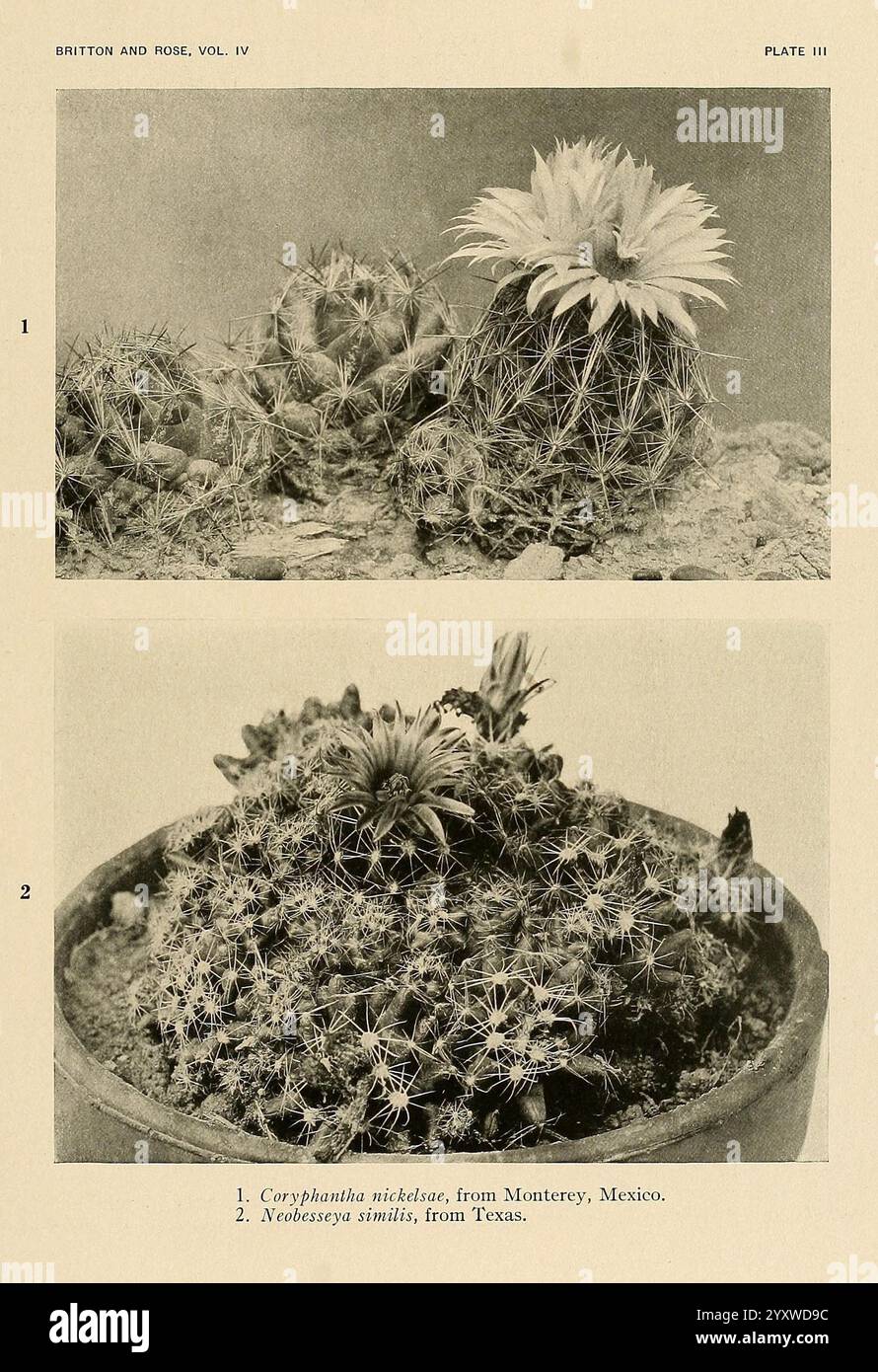 The Cactaceae, Washington, Carnegie Institution of Washington, 1919 ...