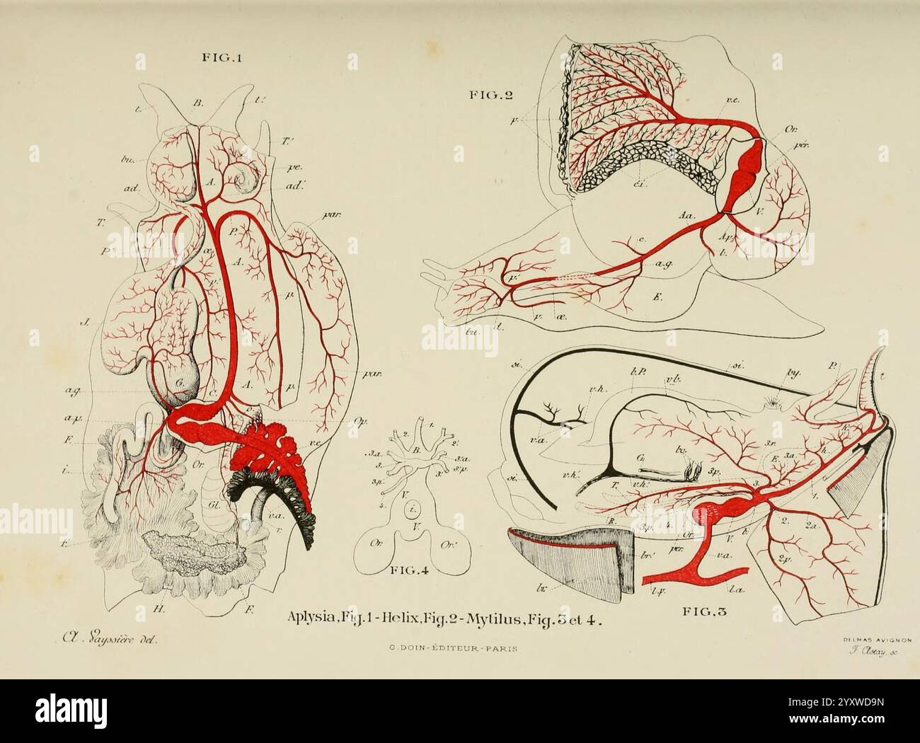 Illustration presents detailed anatomical diagrams hi-res stock ...