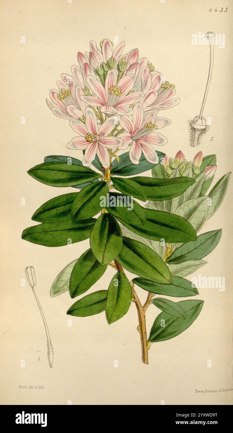 Curtis's Botanical Magazine, London, New York, botany, periodicals ...